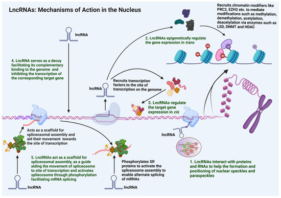 Cells | Free Full-Text | Signaling by LncRNAs: Structure, Cellular ...