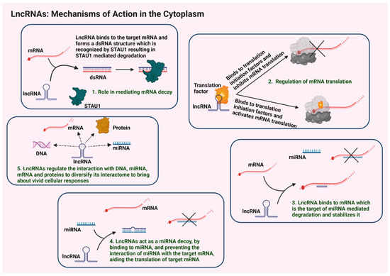 Signaling by LncRNAs: Structure, Cellular Homeostasis, and Disease ...