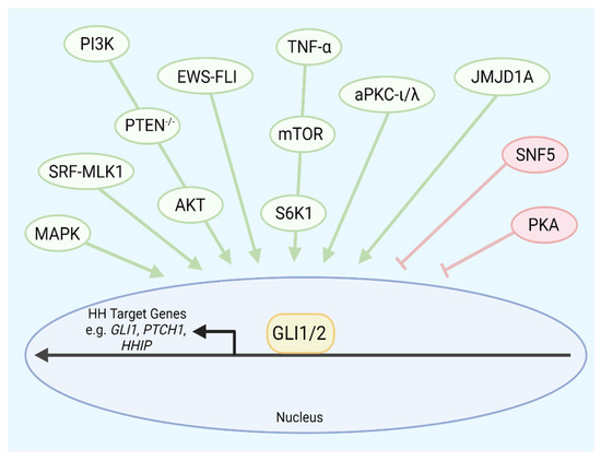 Canonical Hedgehog Pathway and Noncanonical GLI Transcription Factor ...