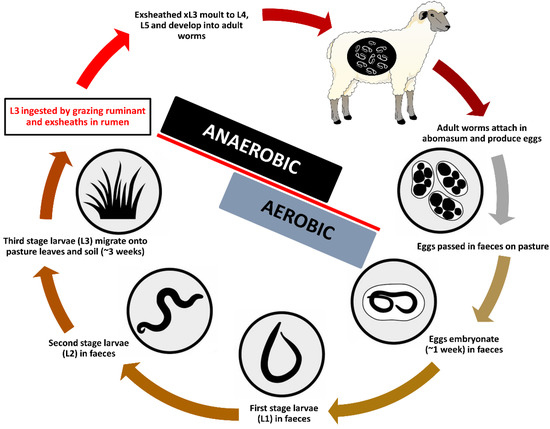 Cells | An Open Access Journal from MDPI