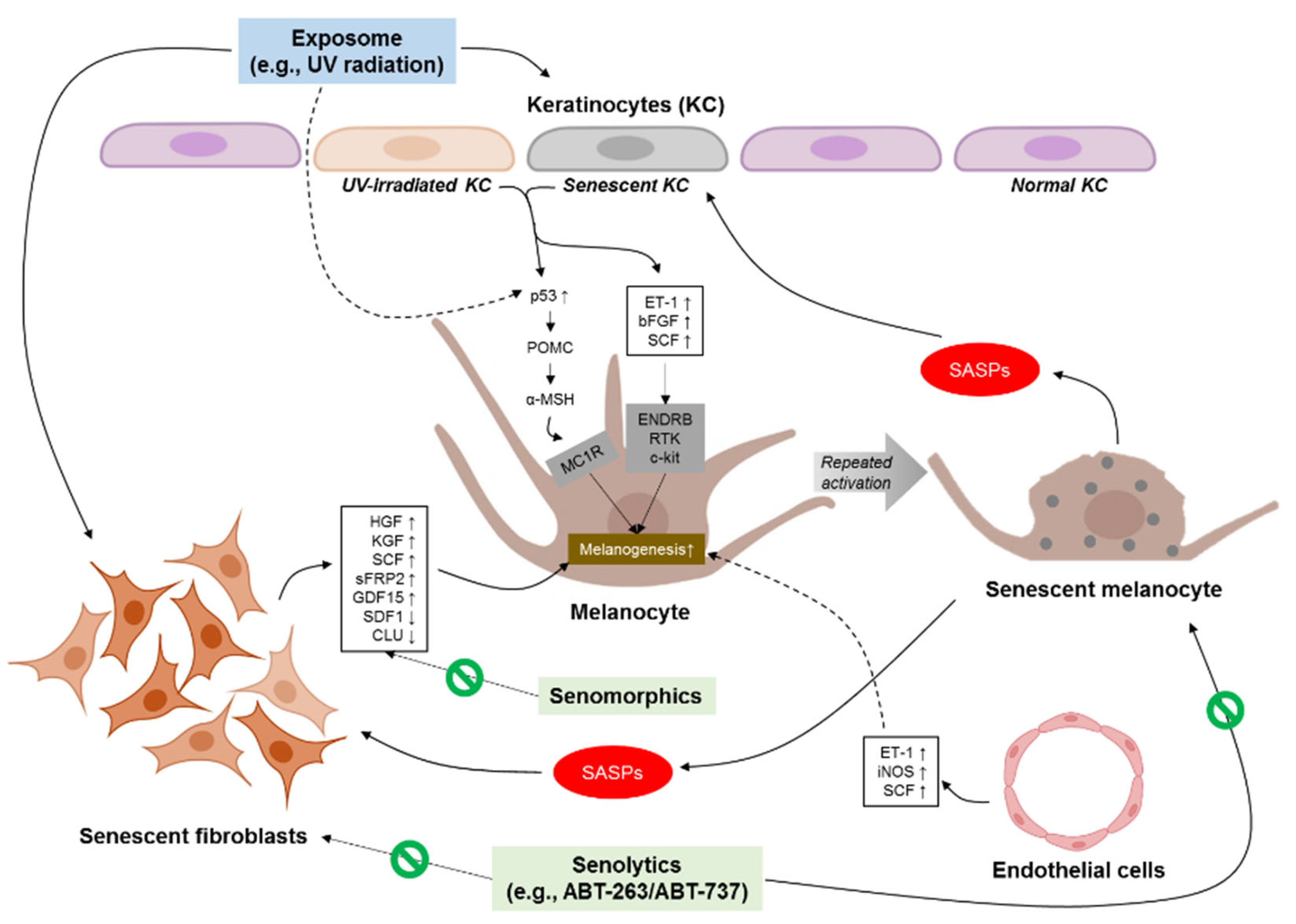 Management Of Hyperpigmentation: Current Treatments And, 50% OFF Management Of Hyperpigmentation: Current Treatments And, 50% OFF