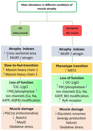 Cells | Free Full-Text | Metabolic Pathways and Ion Channels Involved ...