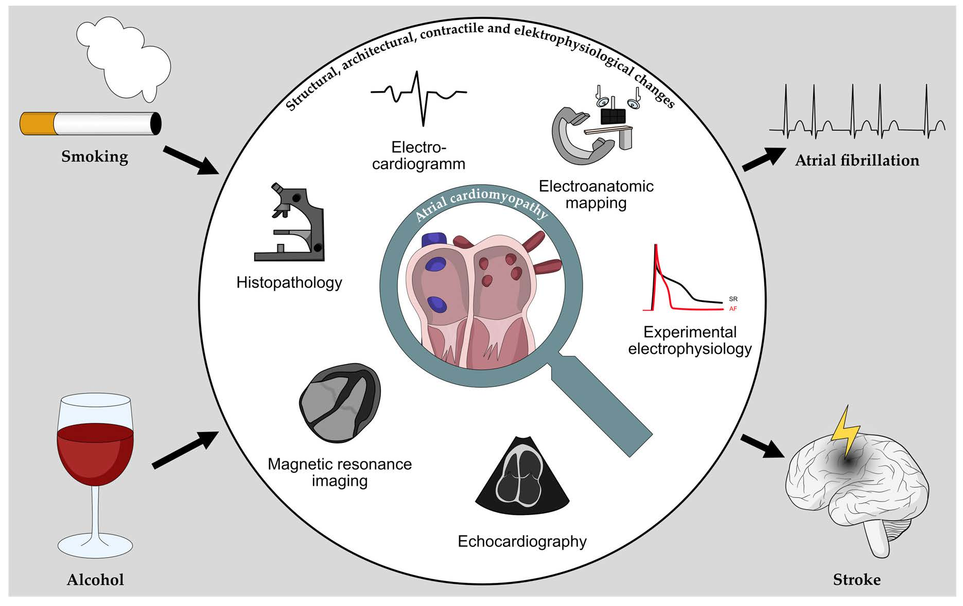 Cells | Free Full-Text | Harmful Impact of Tobacco Smoking and Alcohol ...