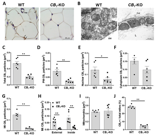Expression of Functional Cannabinoid Type-1 (CB1) Receptor in ...