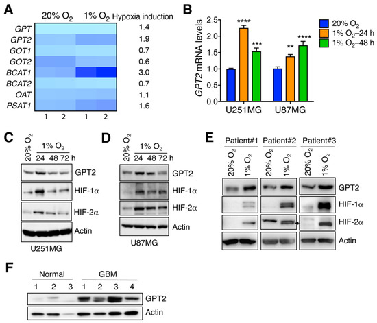 GPT2 Is Induced by Hypoxia-Inducible Factor (HIF)-2 and Promotes ...