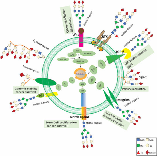 Glycosylation in Renal Cell Carcinoma: Mechanisms and Clinical Implications