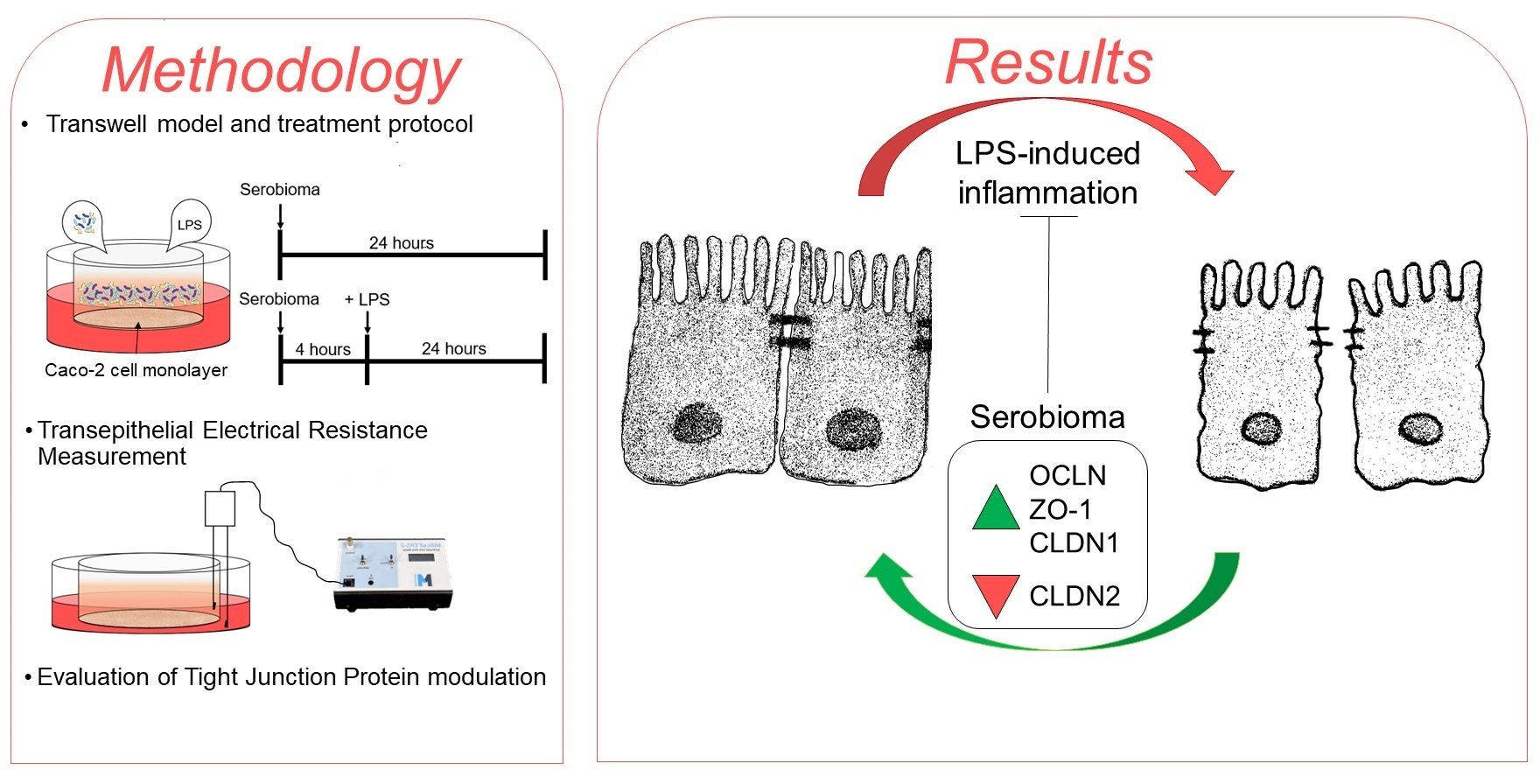 Cells | Free Full-Text | A Multi-Strain Probiotic Formulation Improves ...