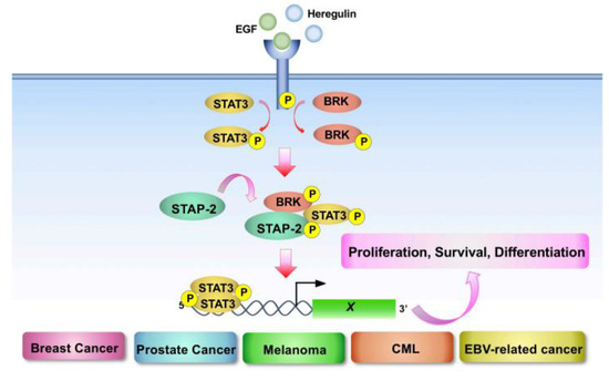 Central Roles of STAT3-Mediated Signals in Onset and Development of ...