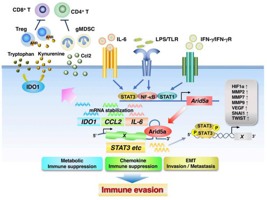 Central Roles of STAT3-Mediated Signals in Onset and Development of ...