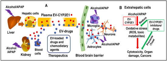 Hepatic, Extrahepatic and Extracellular Vesicle Cytochrome P450 2E1 in ...