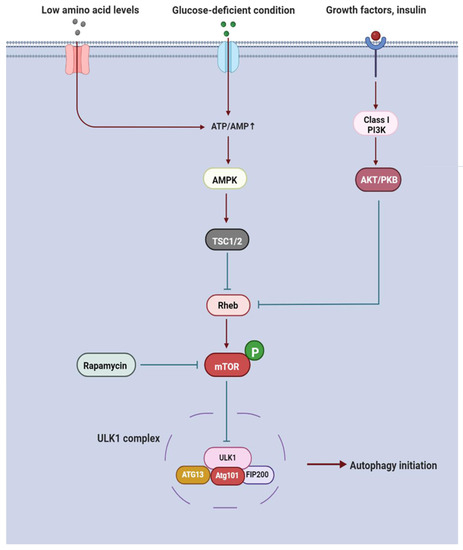 Molecular Mechanism and Regulation of Autophagy and Its Potential Role ...