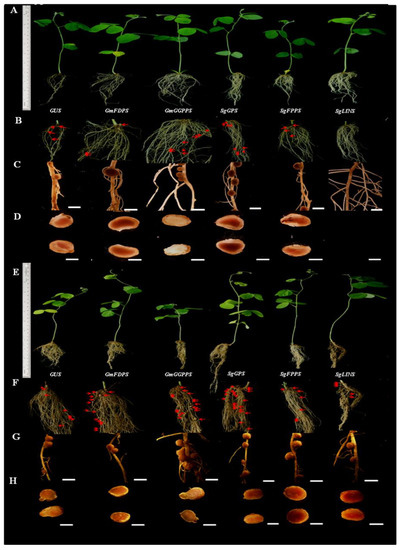 Overexpression of Terpenoid Biosynthesis Genes Modifies Root Growth and ...