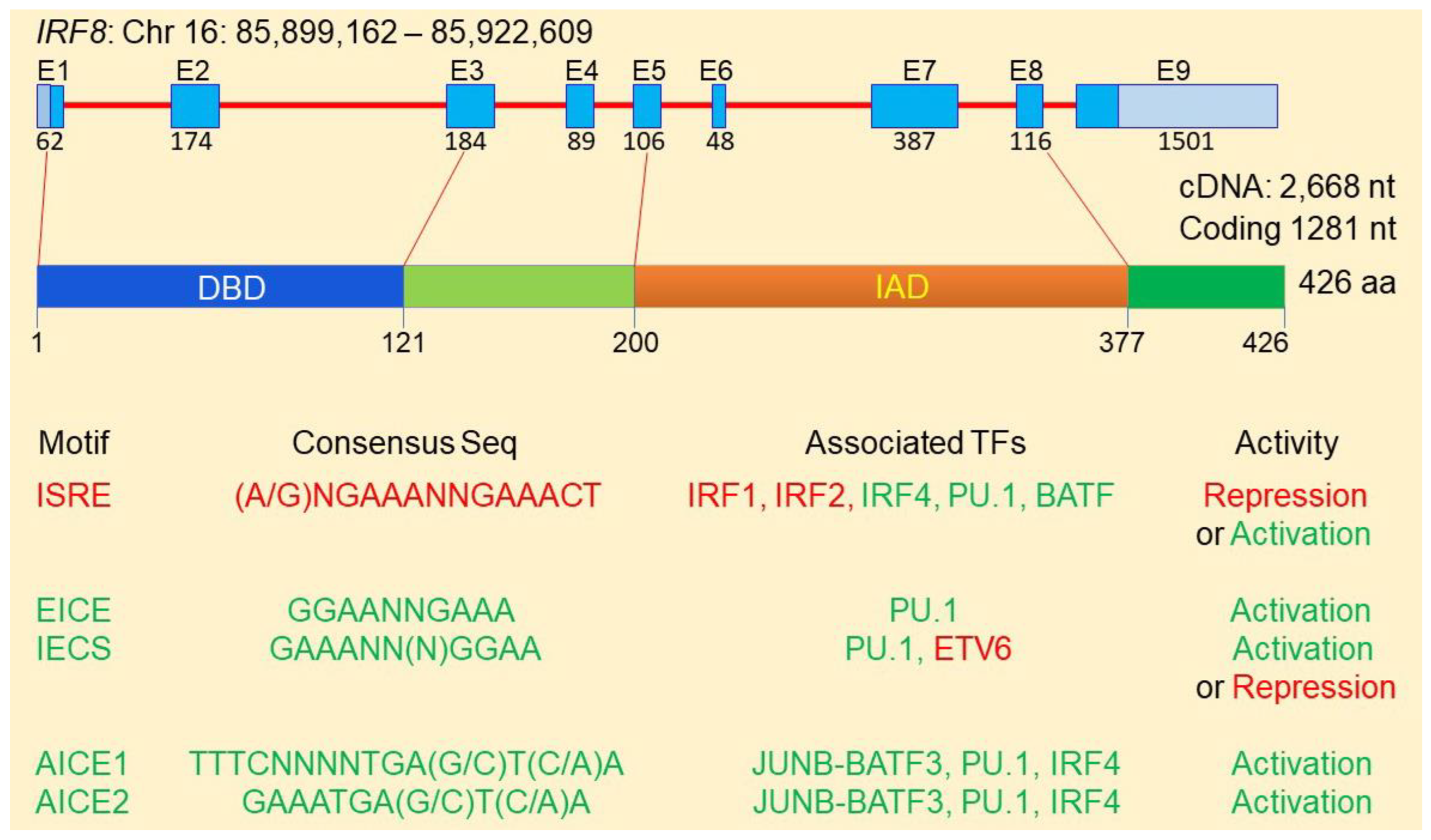 IRF8: Mechanism of Action and Health Implications