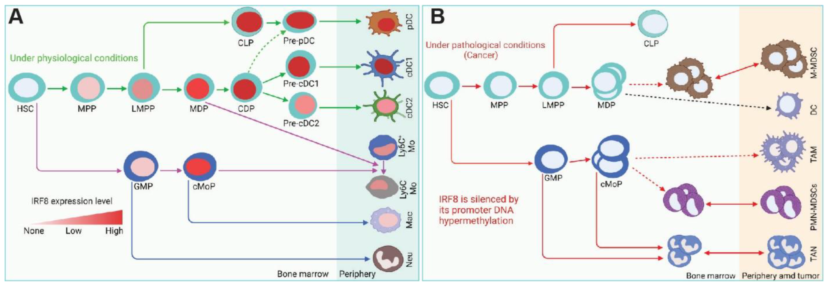 IRF8: Mechanism of Action and Health Implications
