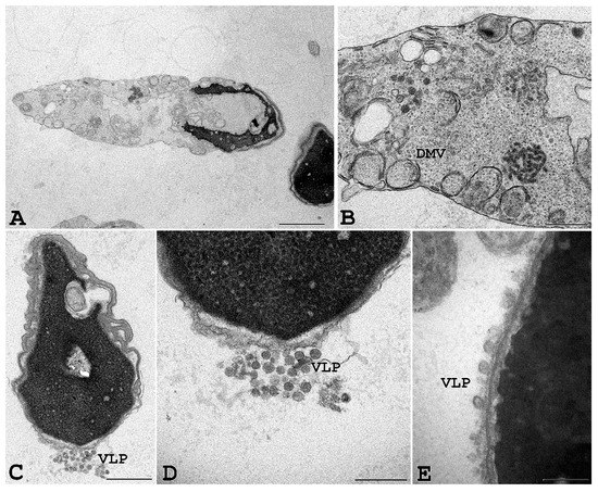 Cellular and Molecular Mechanisms of In Vivo and In Vitro SARS-CoV-2 ...