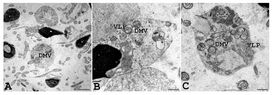 Cellular and Molecular Mechanisms of In Vivo and In Vitro SARS-CoV-2 ...
