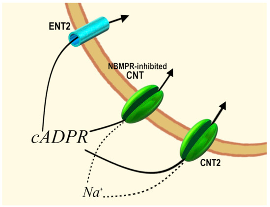 Cells | Free Full-Text | Paracrine ADP Ribosyl Cyclase-Mediated ...