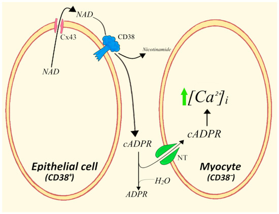 Cells | Free Full-Text | Paracrine ADP Ribosyl Cyclase-Mediated ...