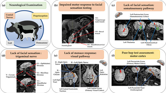 Modelling Neurological Diseases in Large Animals: Criteria for Model ...