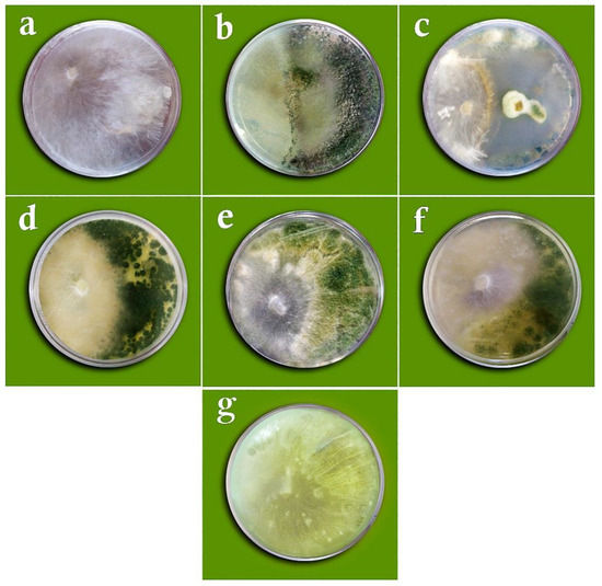 Endophytic Fungi as Potential Biocontrol Agents against Sclerotium ...