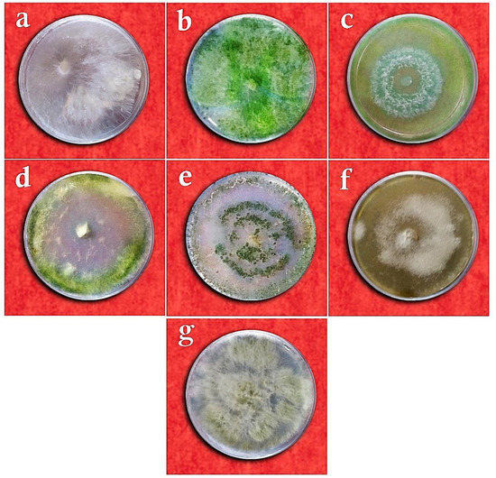 Cells | Free Full-Text | Endophytic Fungi as Potential Biocontrol ...