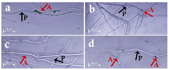 Cells | Free Full-Text | Endophytic Fungi as Potential Biocontrol ...