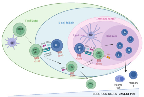 The CXCL13/CXCR5 Immune Axis in Health and Disease—Implications for Intrathecal B Cell ...