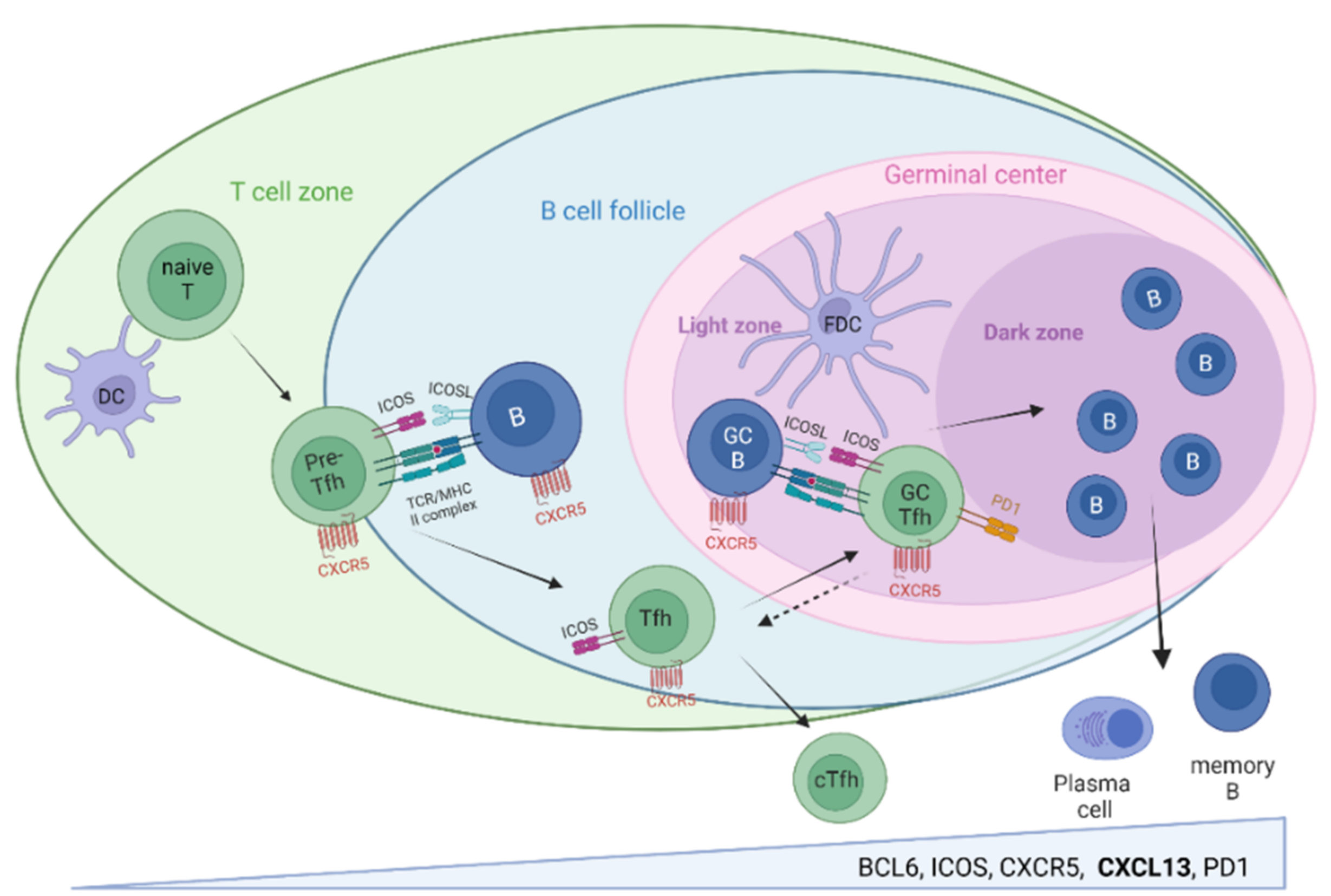 Cells Free Full Text The Cxcl13 Cxcr5 Immune Axis In Health And