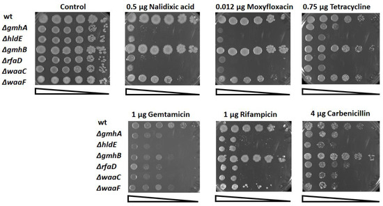 The Inactivation of LPS Biosynthesis Genes in E. coli Cells Leads to ...