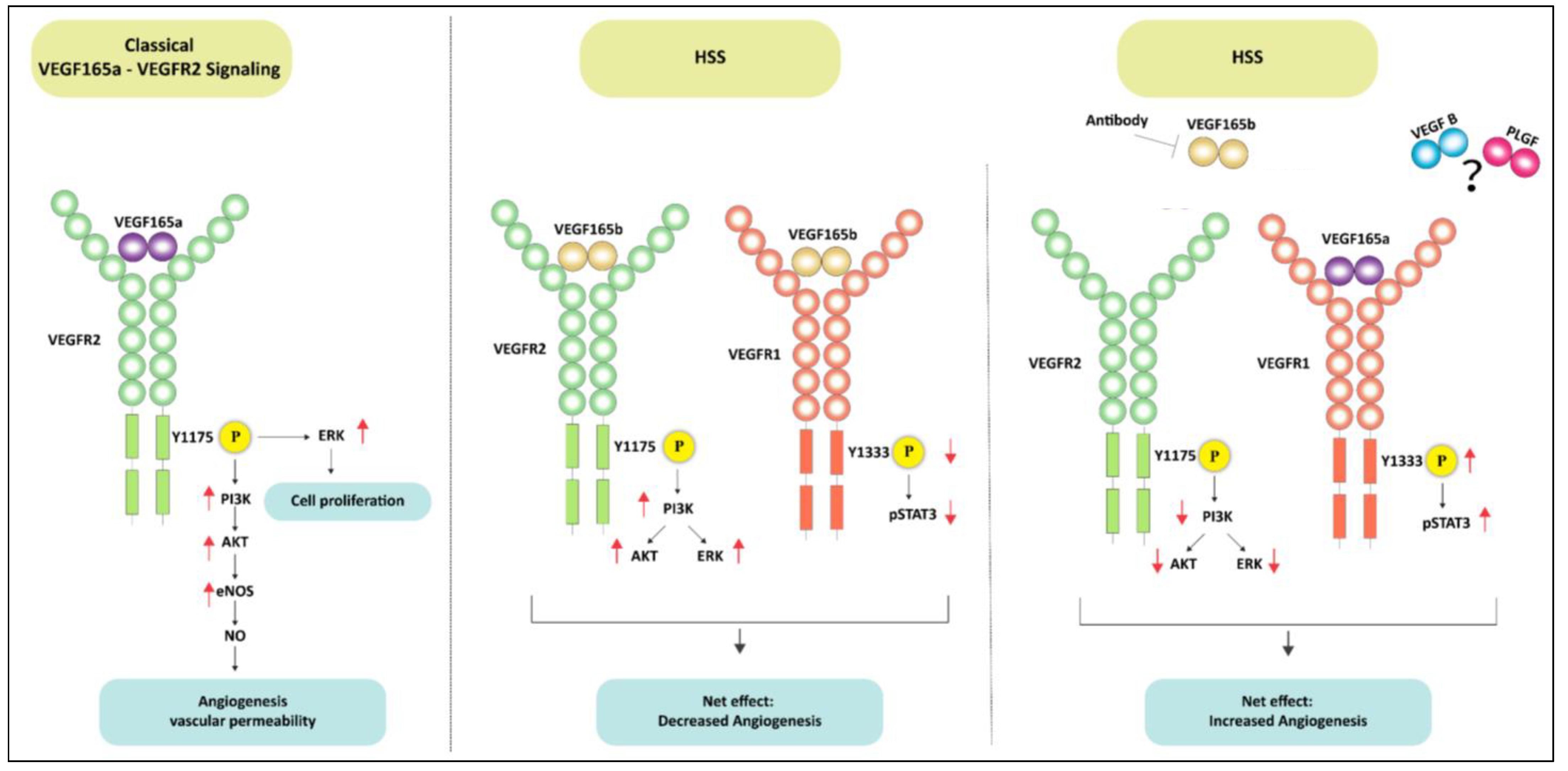 Targeting Anti-Angiogenic VEGF165b–VEGFR1 Signaling Promotes Nitric ...