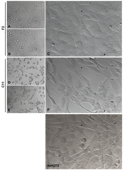 Heterogeneity of the NIH3T3 Fibroblast Cell Line