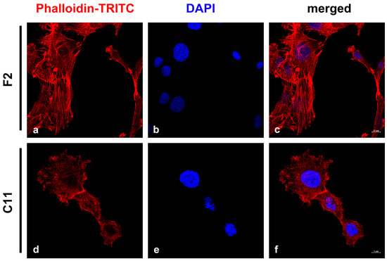 Heterogeneity of the NIH3T3 Fibroblast Cell Line