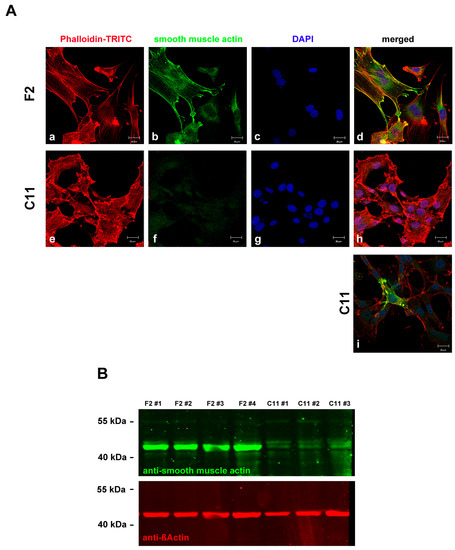 Heterogeneity of the NIH3T3 Fibroblast Cell Line