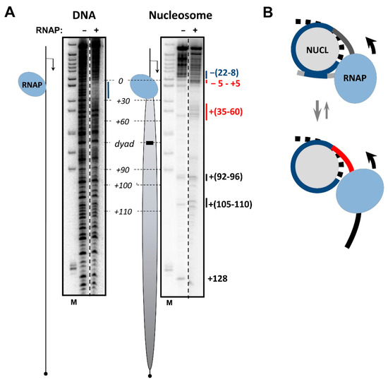 Structure of an Intranucleosomal DNA Loop That Senses DNA Damage during ...