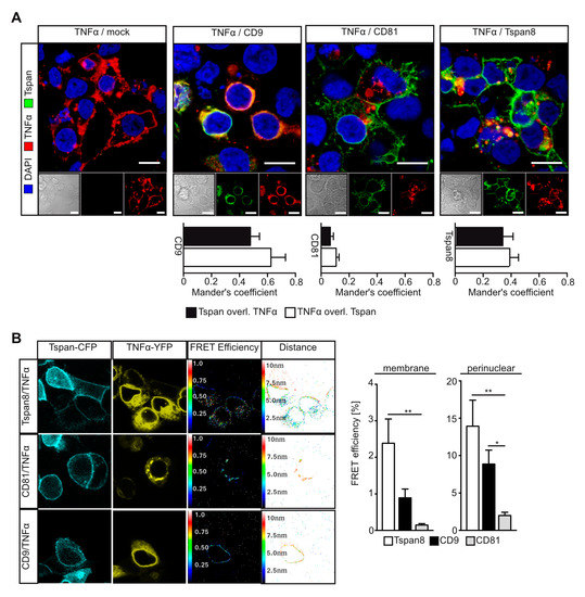 Cells | Free Full-Text | Tetraspanin 8 Subfamily Members Regulate ...