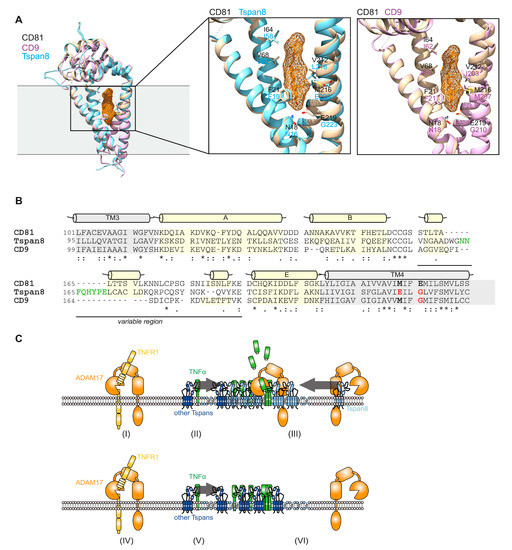 Cells | Free Full-Text | Tetraspanin 8 Subfamily Members Regulate ...