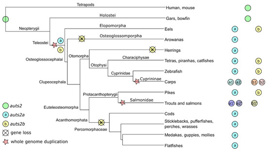 Cells | Free Full-Text | auts2 Features and Expression Are Highly ...