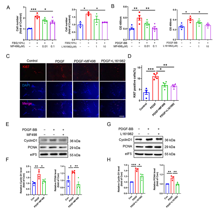 The Prostaglandin E2 Receptor EP4 Promotes Vascular Neointimal ...