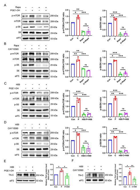 The Prostaglandin E2 Receptor EP4 Promotes Vascular Neointimal ...