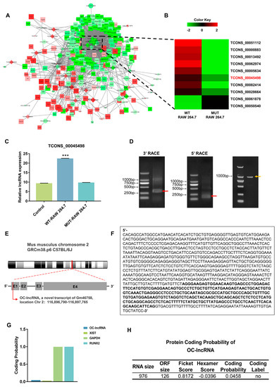 A Novel lncRNA Mediates the Delayed Tooth Eruption of Cleidocranial ...