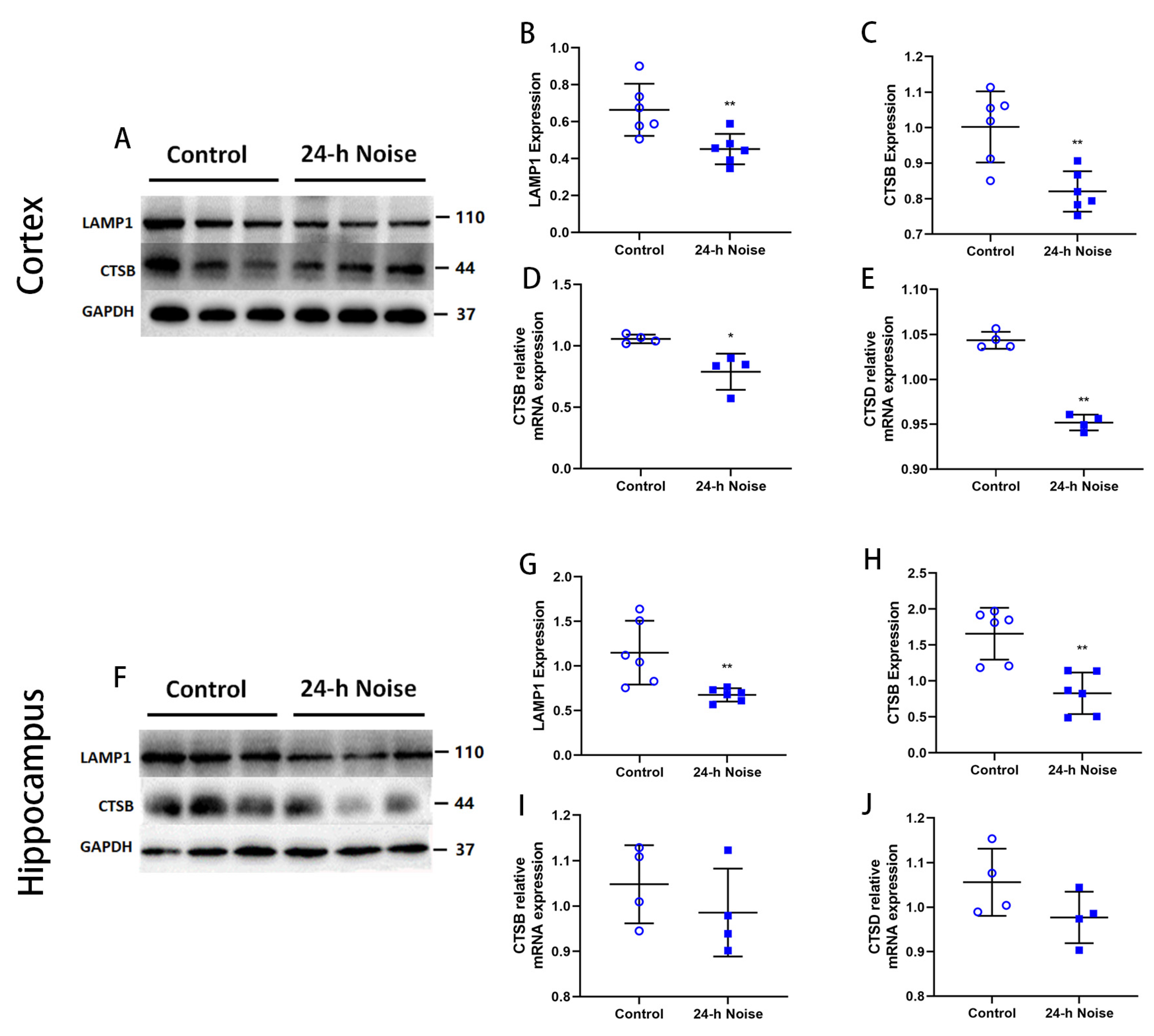 Around-the-Clock Noise Induces AD-like Neuropathology by Disrupting ...