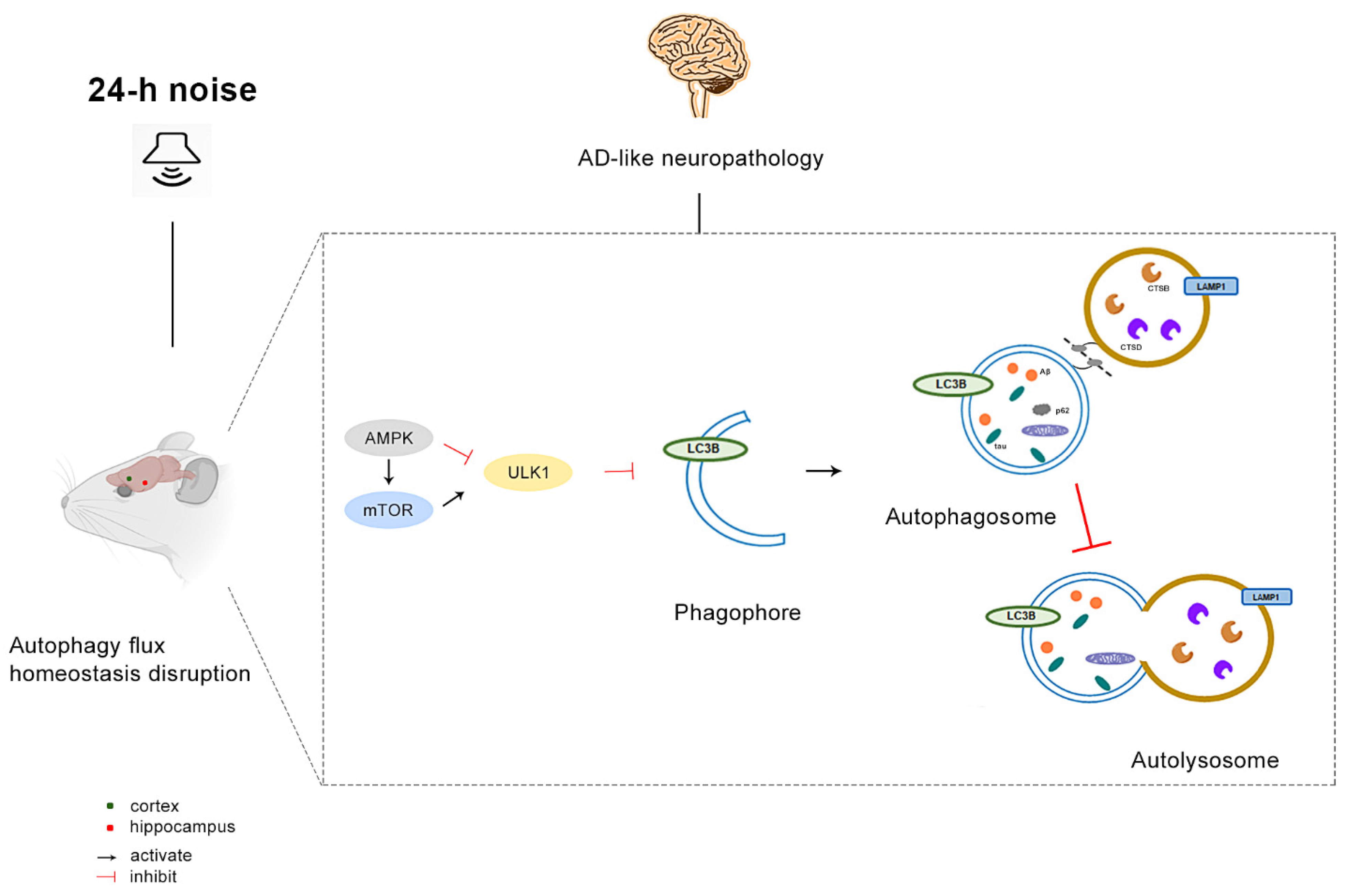 Around-the-Clock Noise Induces AD-like Neuropathology by Disrupting ...