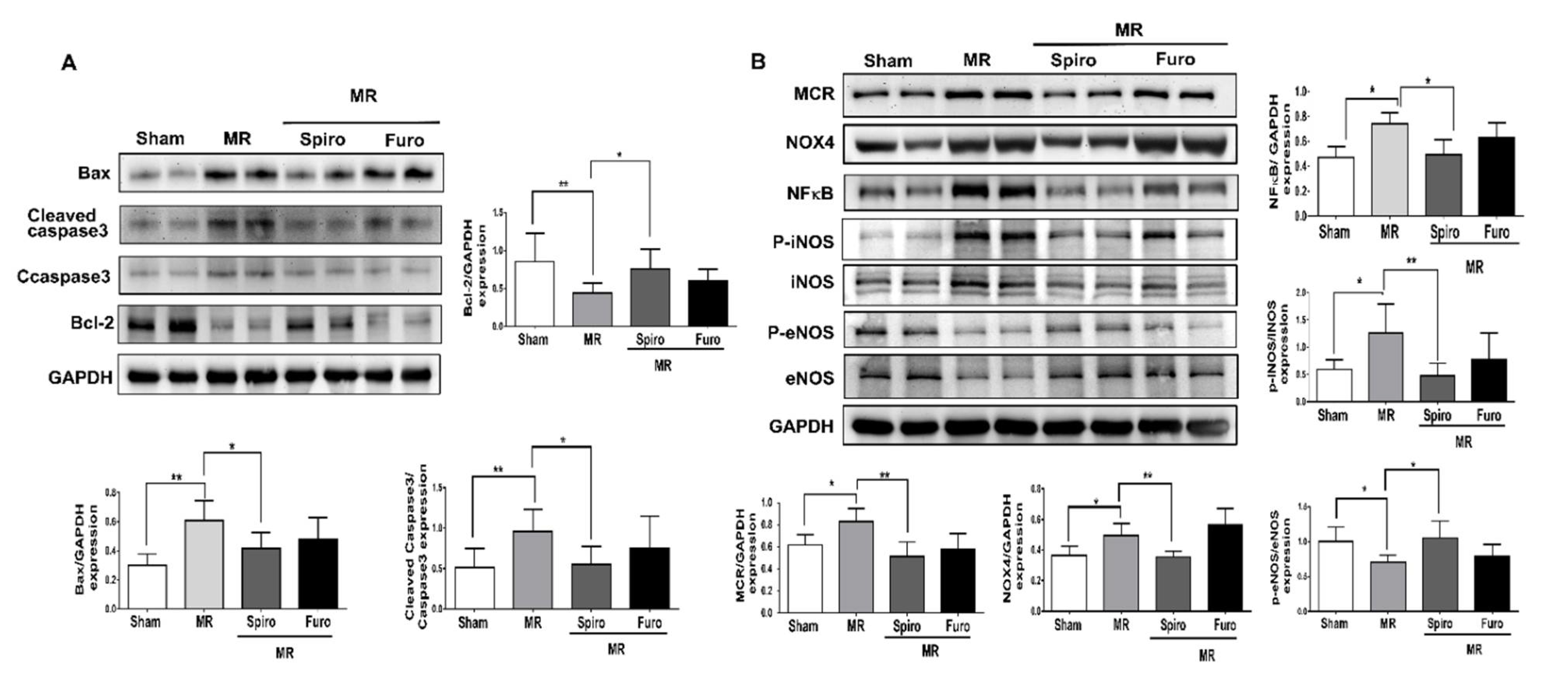 Cells Free Full Text Mineralocorticoid Receptor Antagonists