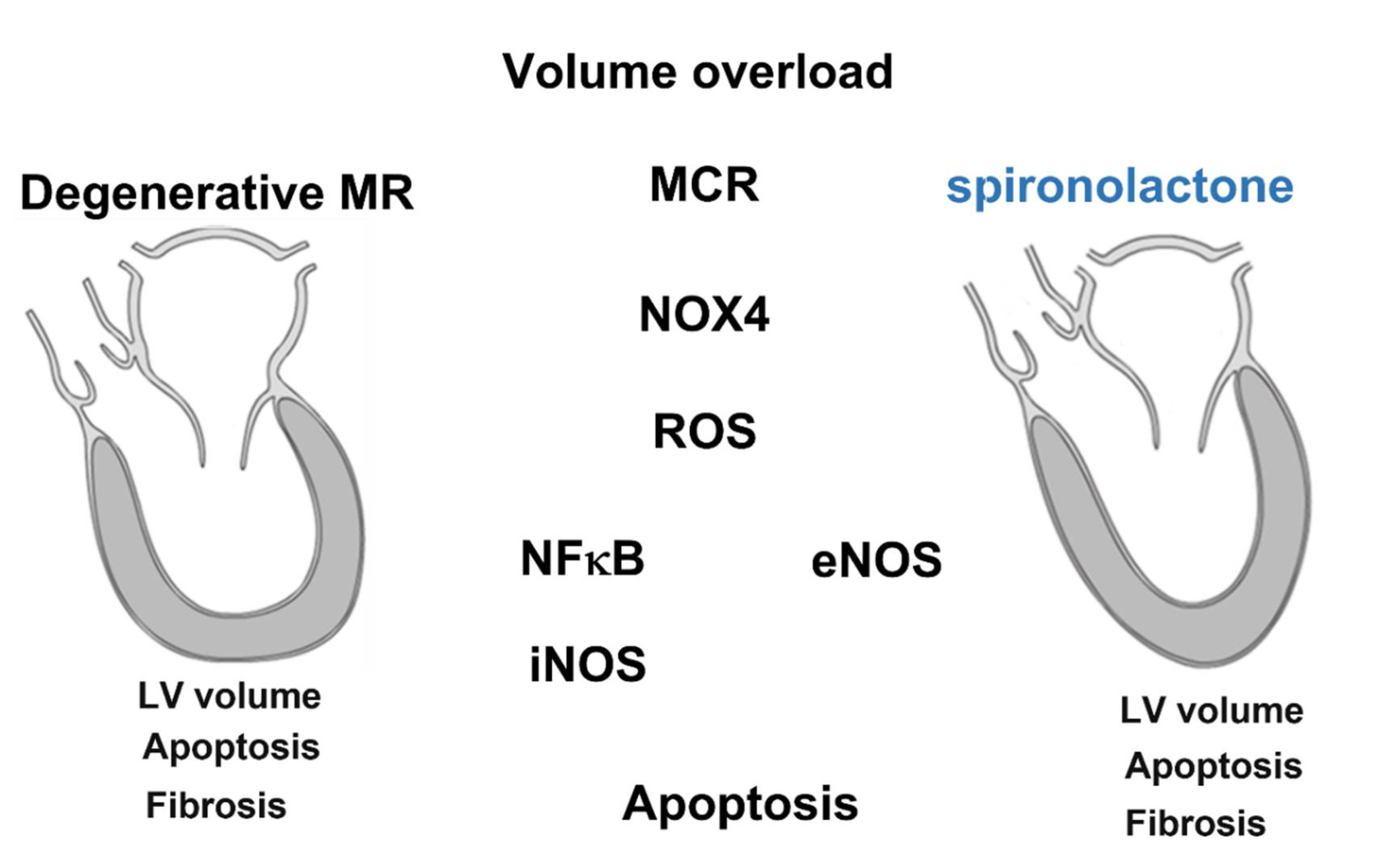 Cells Free Full Text Mineralocorticoid Receptor Antagonists