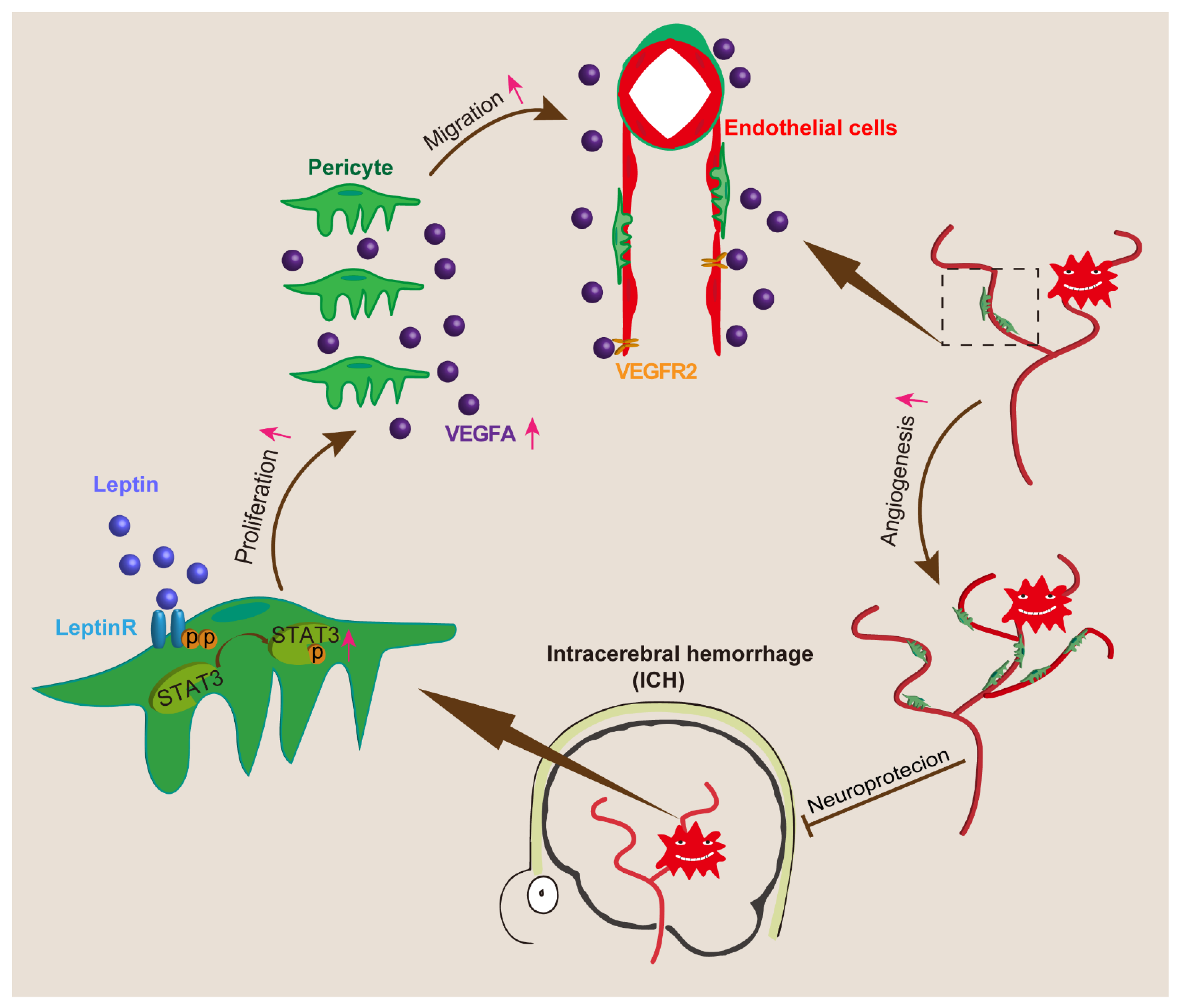 Leptin Promotes Angiogenesis via Pericyte STAT3 Pathway upon ...