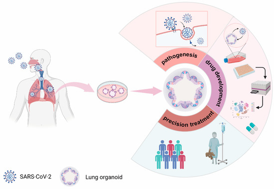 Lung Organoids as Model to Study SARS-CoV-2 Infection