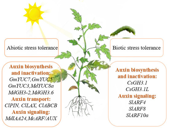 Roles of Auxin in the Growth, Development, and Stress Tolerance of ...
