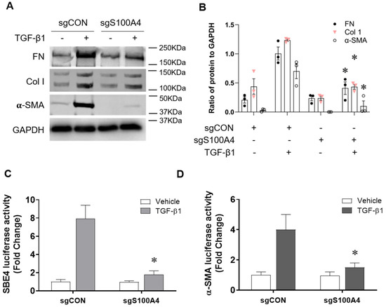 Pharmacological Inhibition of S100A4 Attenuates Fibroblast Activation ...