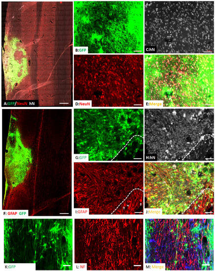 Cells | September-1 2022 - Browse Articles