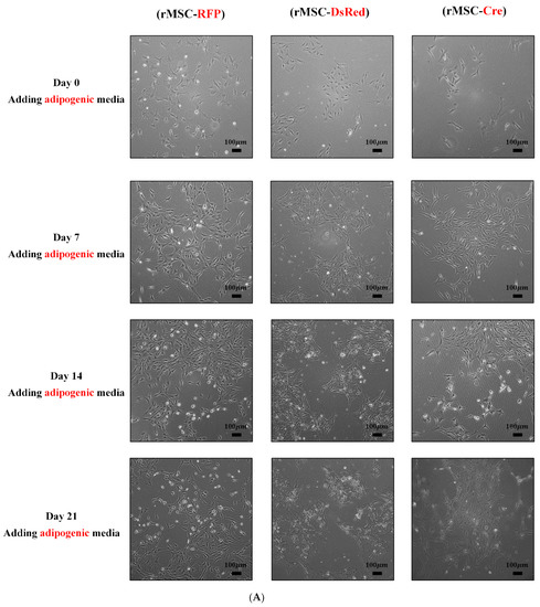 Differentiation Capacity of Bone Marrow-Derived Rat Mesenchymal Stem ...